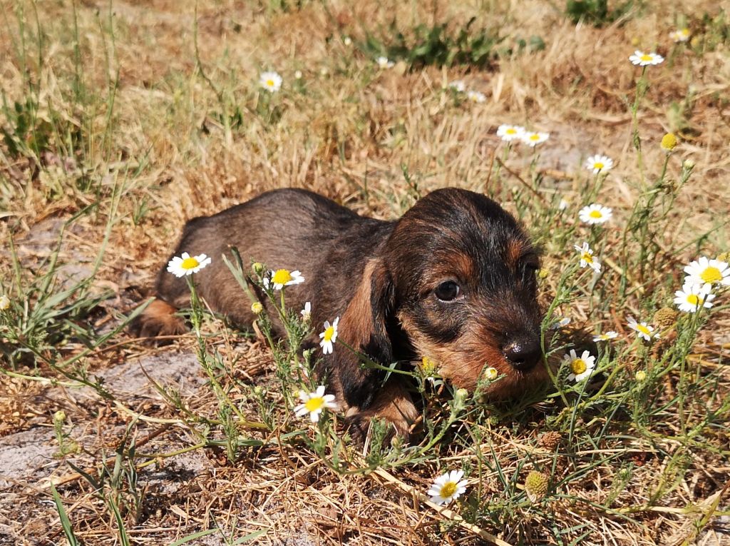 Chiots à vendre - Elevage Du domaine de saint clair - eleveur de chiens ...